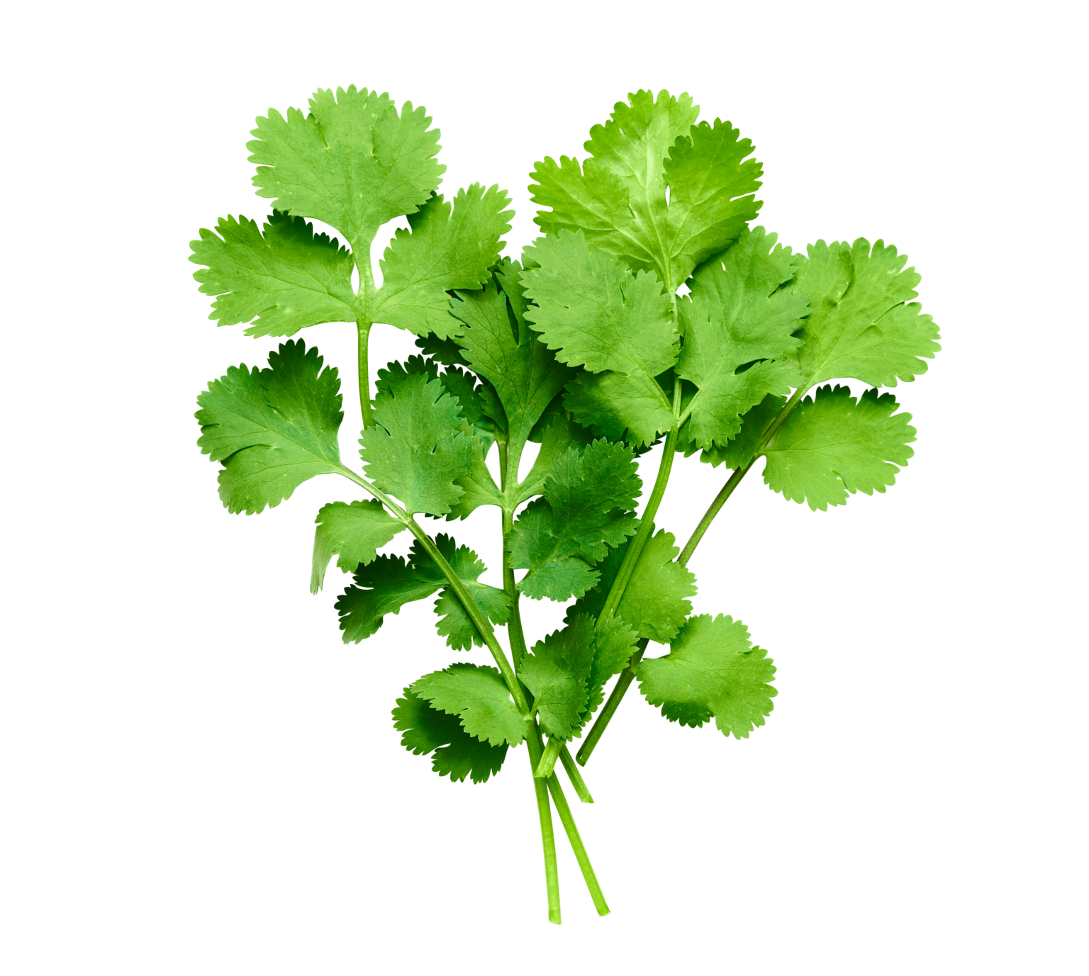 Slow Bolt Splits Cilantro Seeds 1g for Hydro Gardens | Aquatree